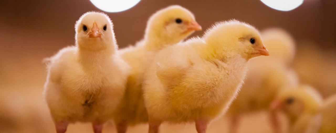 Poultry | Cargill Thailand